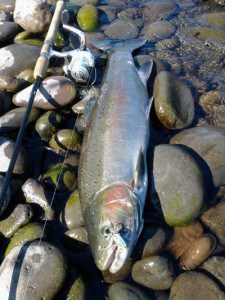 Steelhead Fishing: Simple How-To Techniques and Tips - Best Fishing in ...