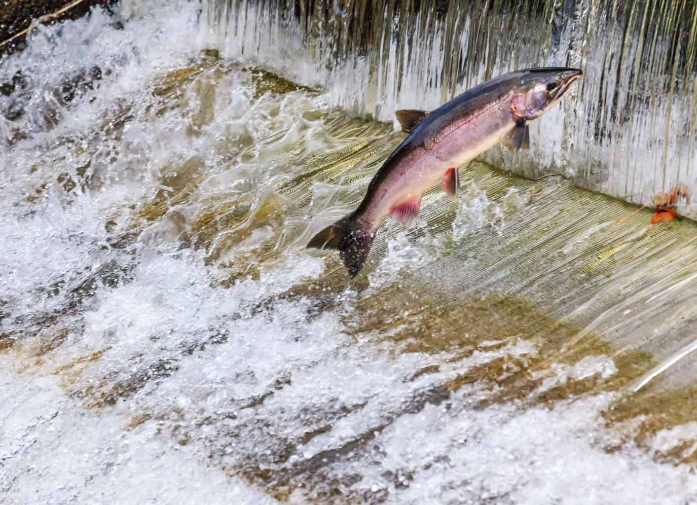 50 Best Fishing Spots in Seattle and King County (2024 Update) - Best ...
