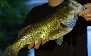 Oregon - Best Fishing in America