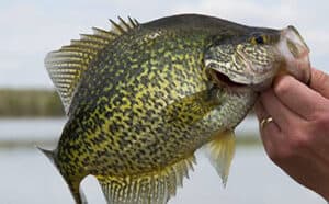 Oregon - Best Fishing in America