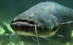 Oregon - Best Fishing in America