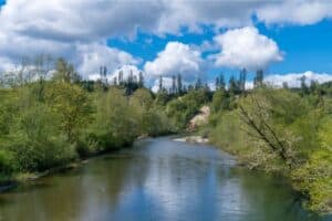 Wynoochee River Fishing: Steelhead Hot Spot (2023-24) - Best Fishing in ...
