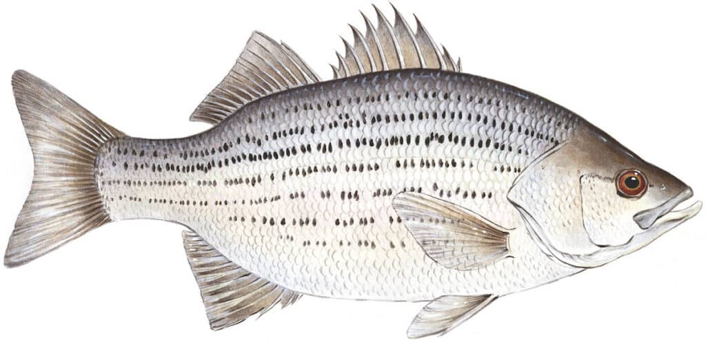 18 Best White Bass Fishing Rivers & Lakes in Texas - Best Fishing in ...