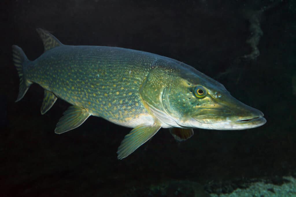 11 Best Northern Pike Fishing Spots in New York - Best Fishing in America