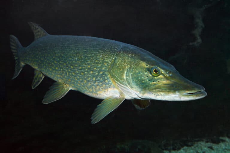 11 Best Northern Pike Fishing Spots in New York - Best Fishing in America