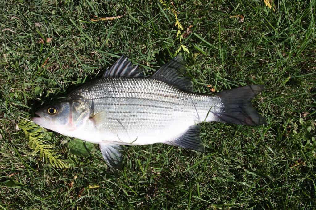Best White Bass Fishing Lakes & Rivers in Utah - Best Fishing in America