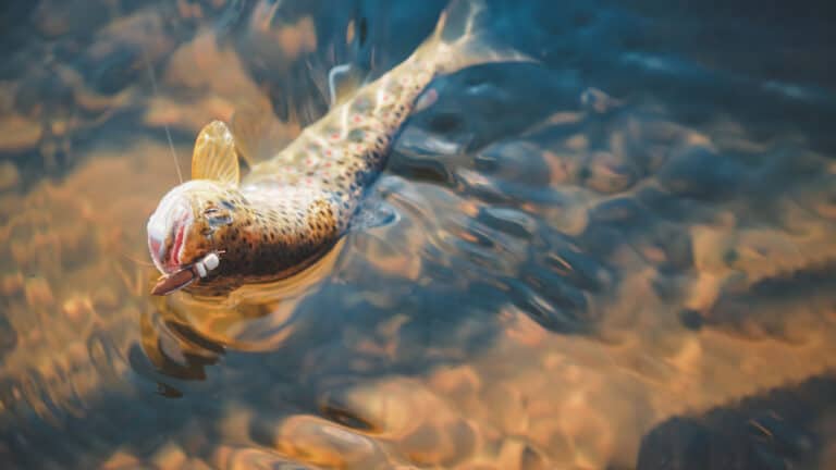 15 Best Trout Fishing Streams in Pennsylvania (Includes Fly Fishing ...