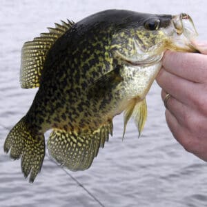 9 Best Crappie Fishing Lakes in Pennsylvania - Best Fishing in America