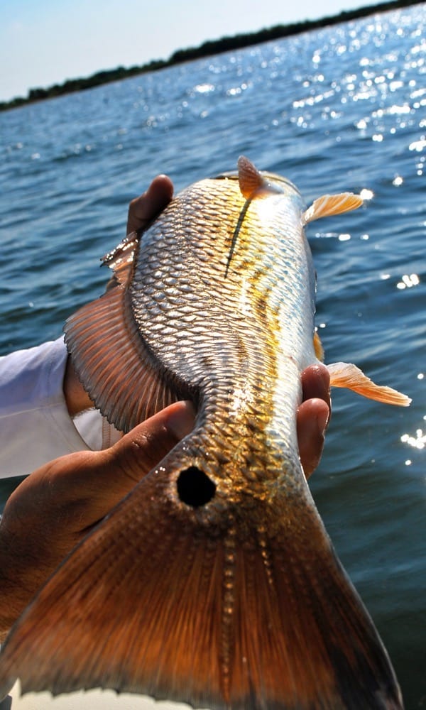 13 Best Redfish Fishing Spots in Florida - Best Fishing in America