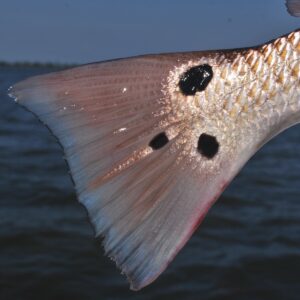 13 Best Redfish Fishing Spots in Florida - Best Fishing in America