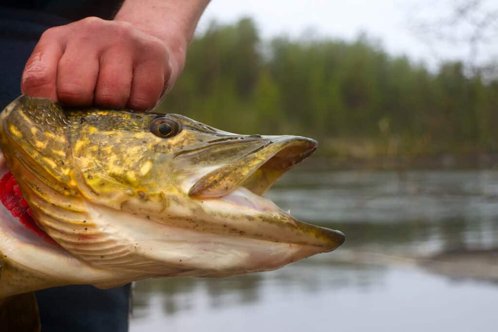 11 Best Northern Pike Fishing Lakes in Wisconsin - Best Fishing in America