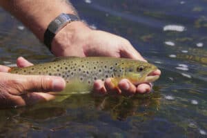 9 Best Trout Fishing Rivers and Lakes in Minnesota - Best Fishing in ...