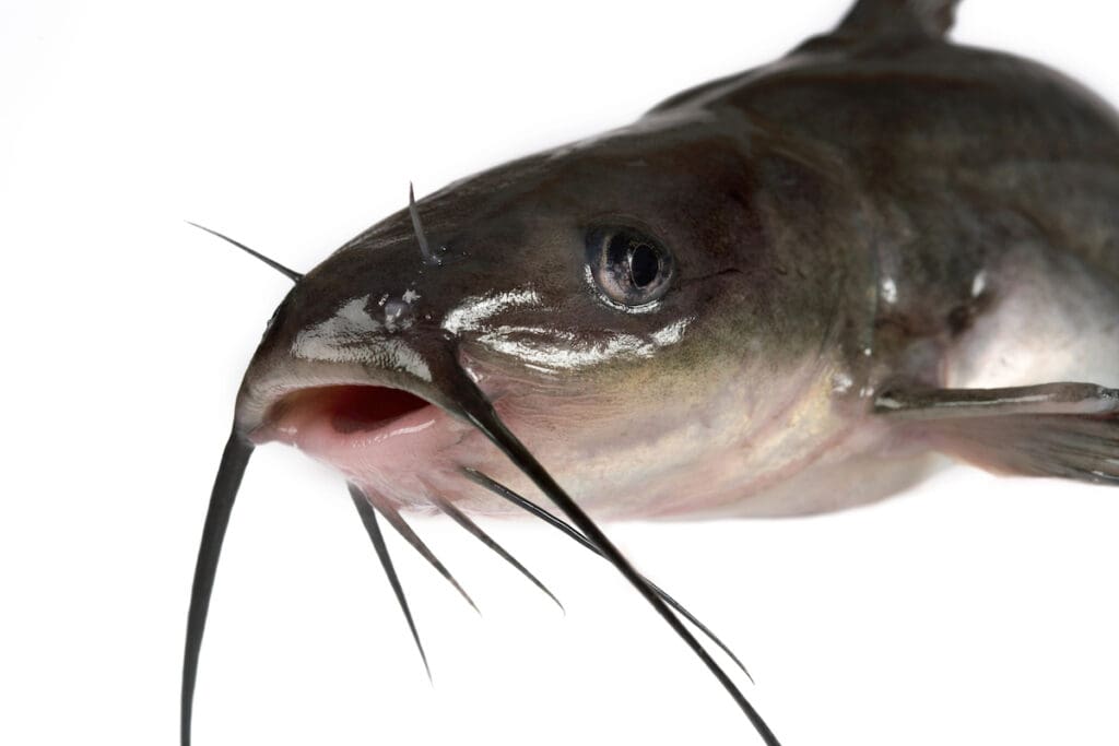 West Virginia's Very Best Catfish Fishing - Best Fishing in America