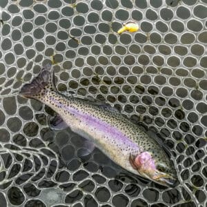12 Best Trout Fishing Streams and Lakes in New Jersey - Best Fishing in ...